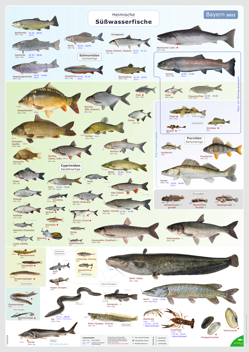 Poster ‚Süßwasserfische‘ – Fischerkurse Erwin Endres